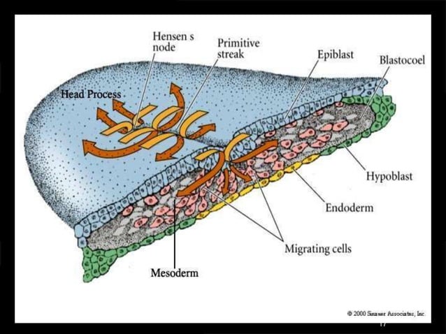 3rd week embryo changes | PPT