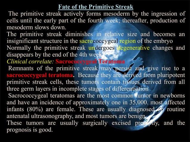 3rd week embryo changes | PPT