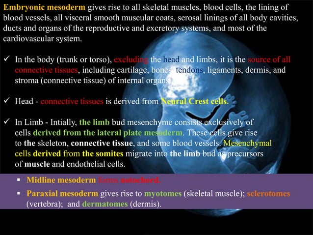 3rd week embryo changes | PPT