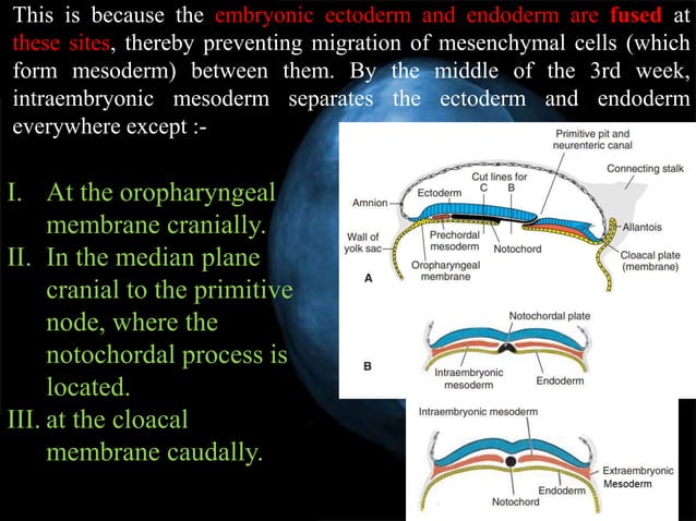 3rd week embryo changes | PPT