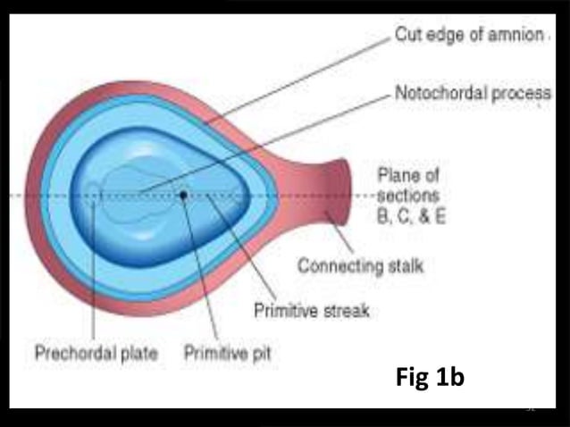 3rd week embryo changes | PPT