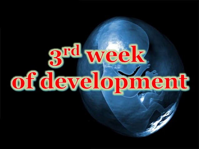 3rd week embryo changes | PPT