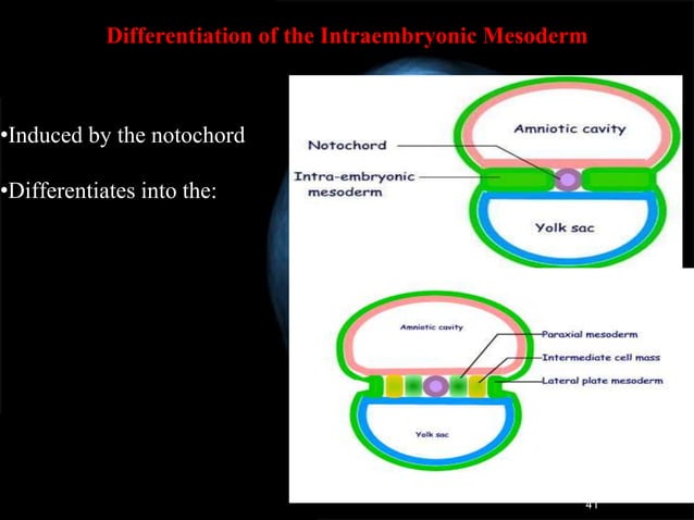 3rd week embryo changes | PPT