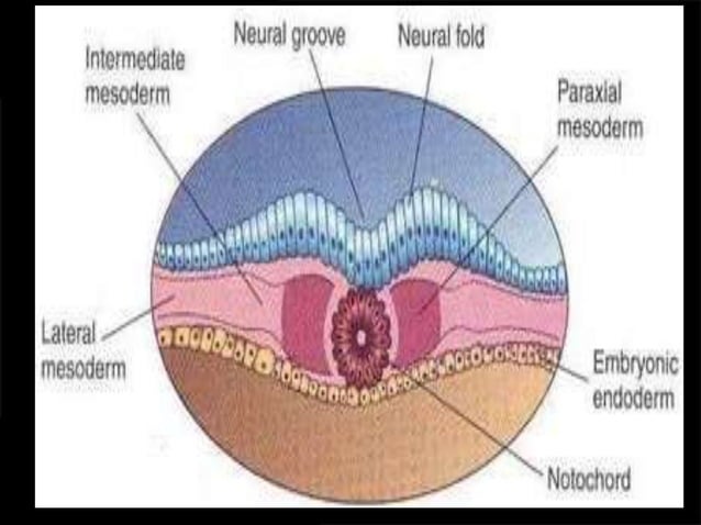 3rd week embryo changes | PPT