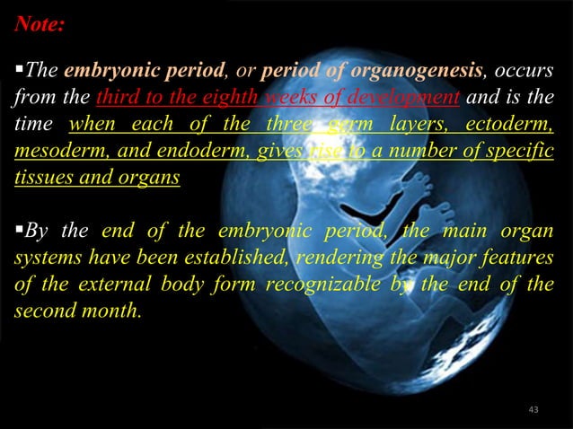 3rd week embryo changes | PPT