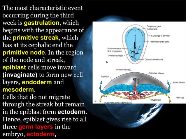 3rd week embryo changes | PPT