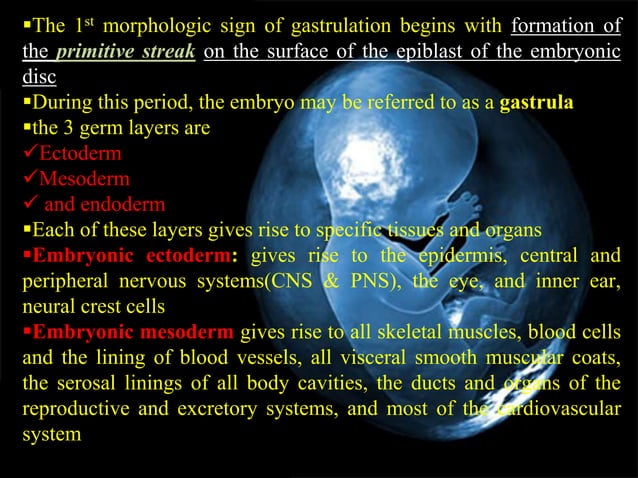 3rd week embryo changes | PPT