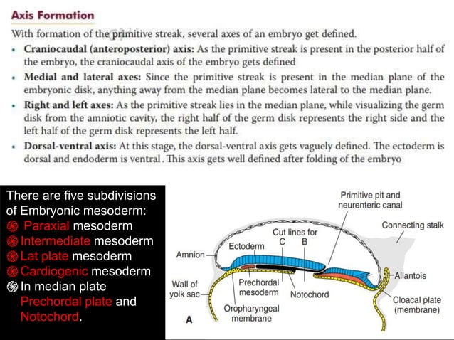 3rd week embryo changes | PPT