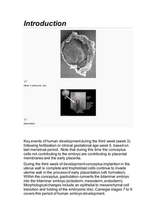 3rd week human development | PDF