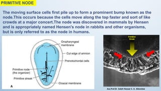 3RD WEEK OF DEVELOPMENT(4).pdf