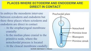 3RD WEEK OF DEVELOPMENT(4).pdf