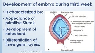 3RD WEEK OF DEVELOPMENT(4).pdf