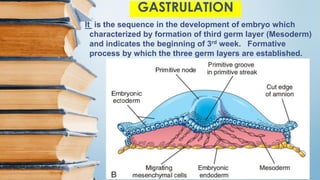 3RD WEEK OF DEVELOPMENT(4).pdf