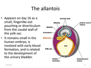 3rd week of development and derivatives of germ | PPTX