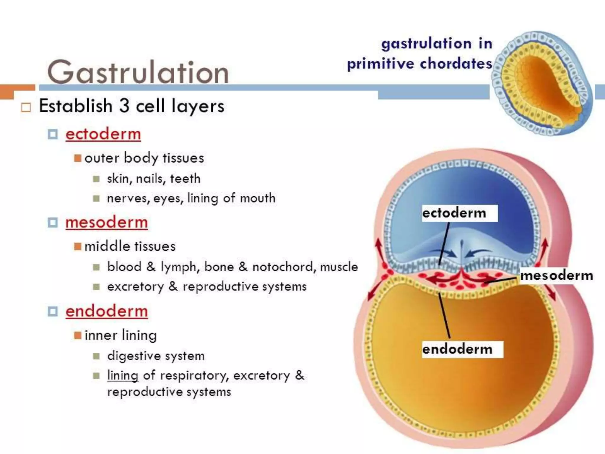 3rd week of human development | PPTX