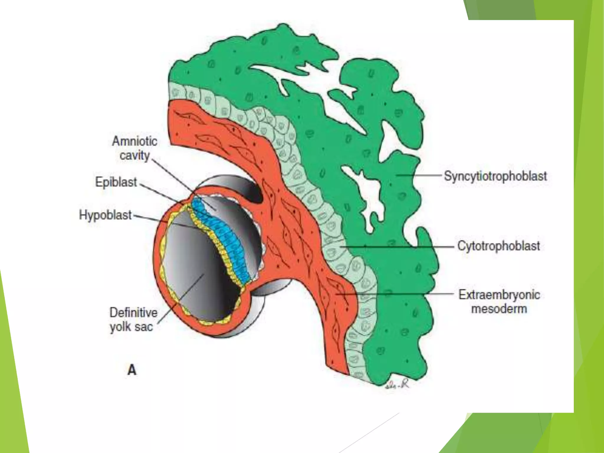 3rd week of human development | PPTX
