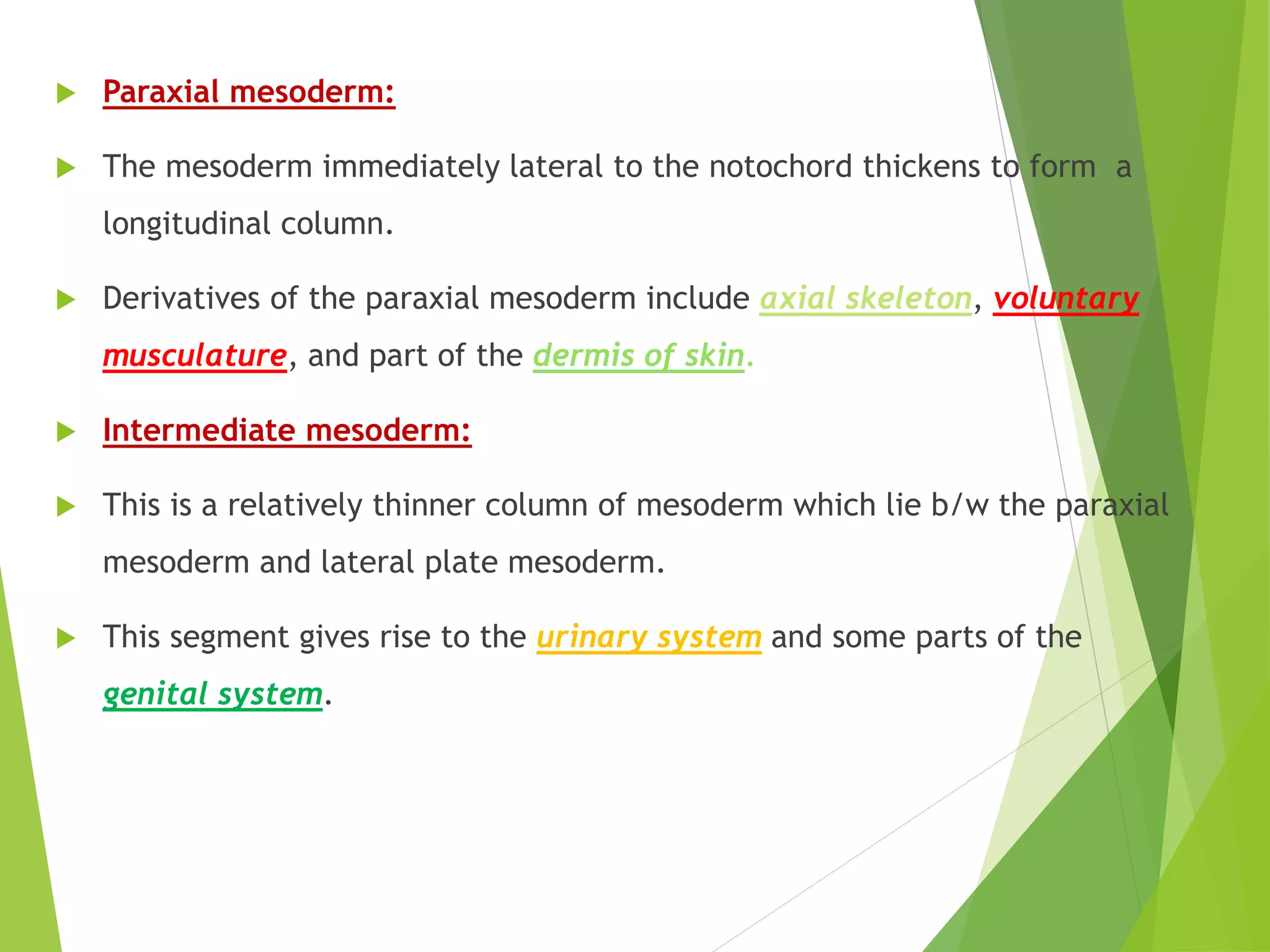 3rd week of human development | PPTX