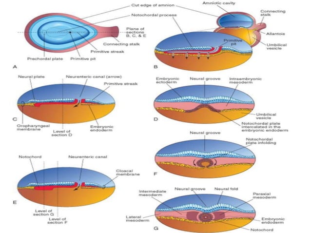 3rd week of human development | PPTX | Biological Sciences | Science