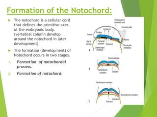 3rd week of human development | PPTX
