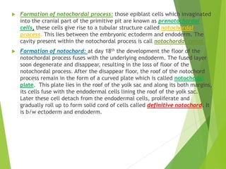 3rd week of human development | PPTX