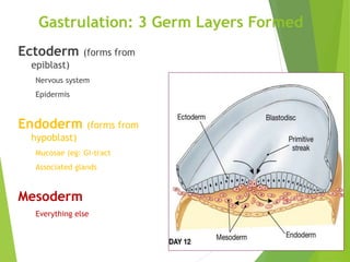3rdweekofhumandevelopment-190625095556 (1).pdf