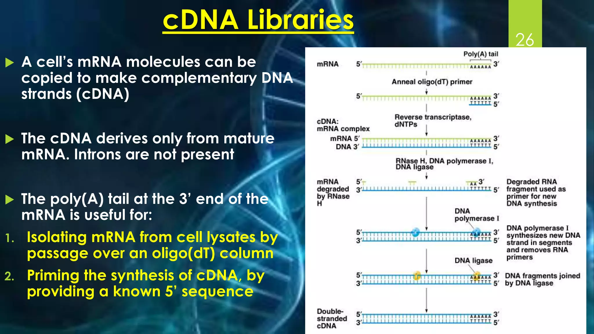 Recombinant DNA technology | PPTX