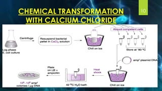 Recombinant DNA technology | PPTX
