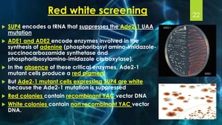 Recombinant DNA technology | PPTX