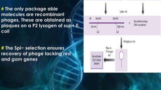 Recombinant DNA technology | PPTX