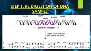 Recombinant DNA technology | PPTX