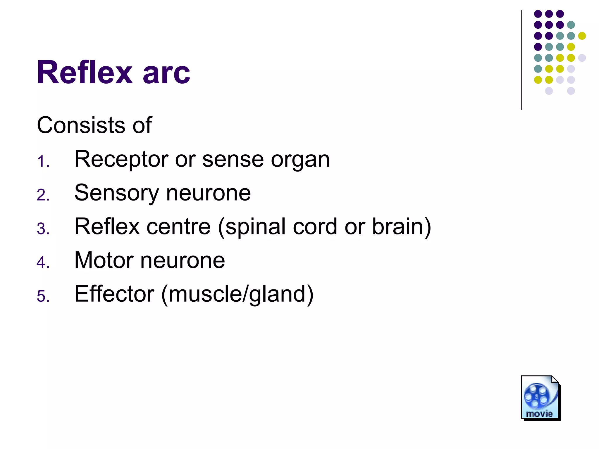 Chapter 14: The Nervous System Part 3 - Reflex Actions | PPT | Brain ...