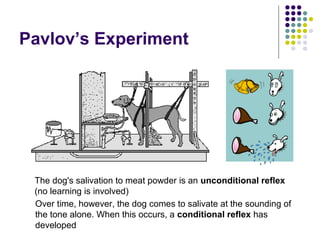 Chapter 14: The Nervous System Part 3 - Reflex Actions | PPT