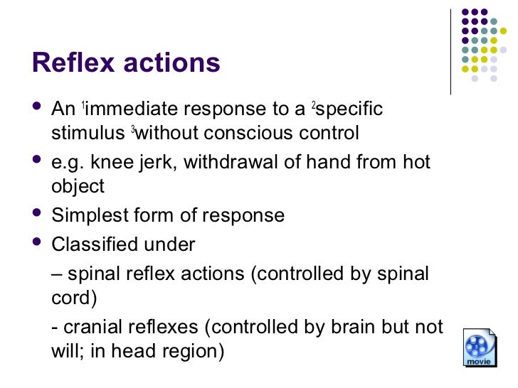 Chapter 14: The Nervous System Part 3 - Reflex Actions