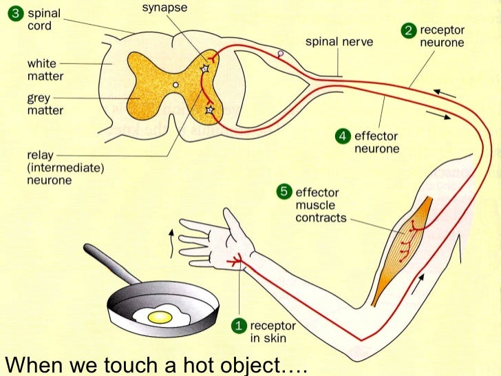 Chapter 14: The Nervous System Part 3 - Reflex Actions