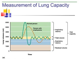 respiratory system | PPT