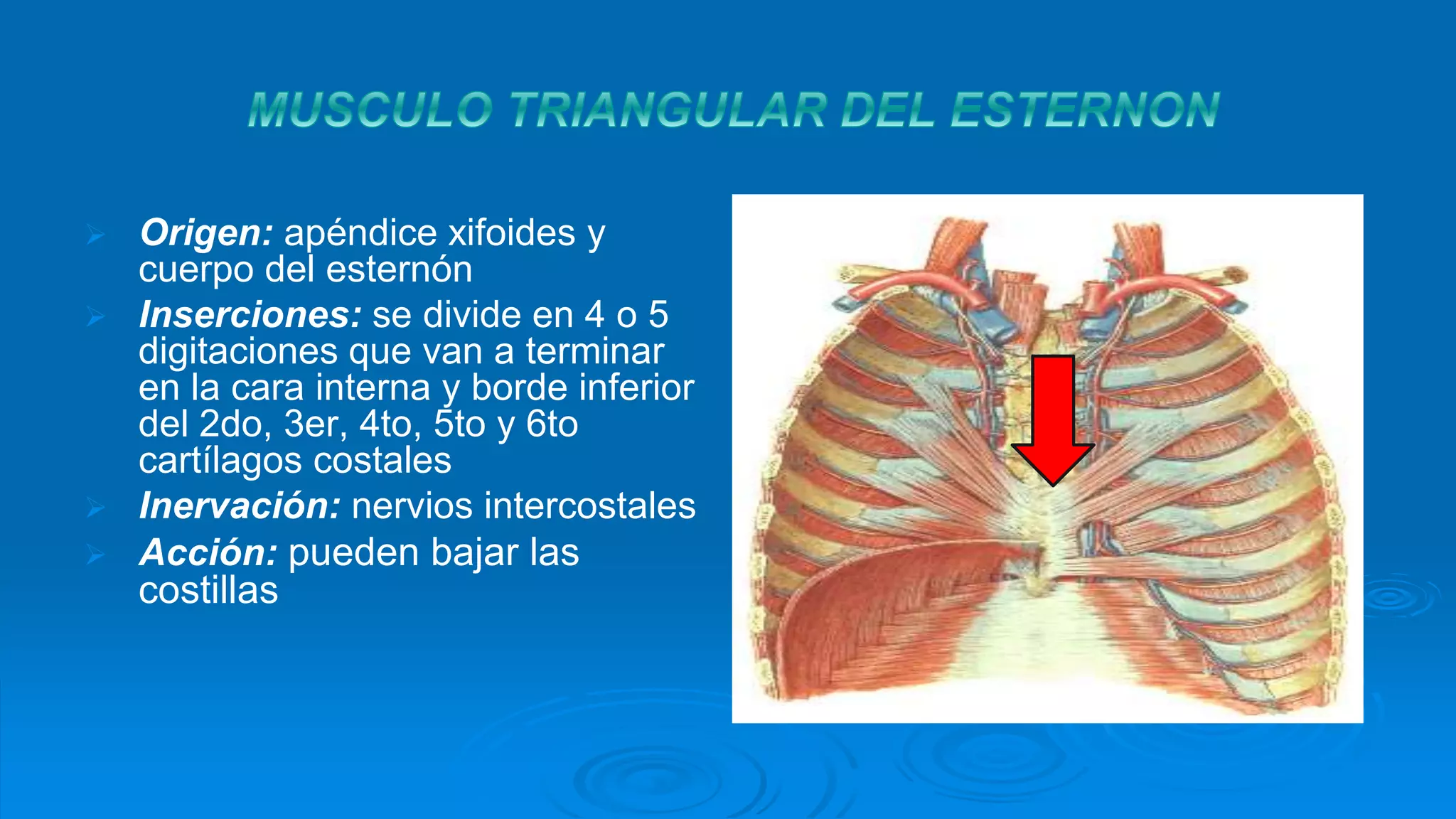 3ro músculos del tórax | PPT