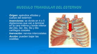 3ro músculos del tórax | PPT