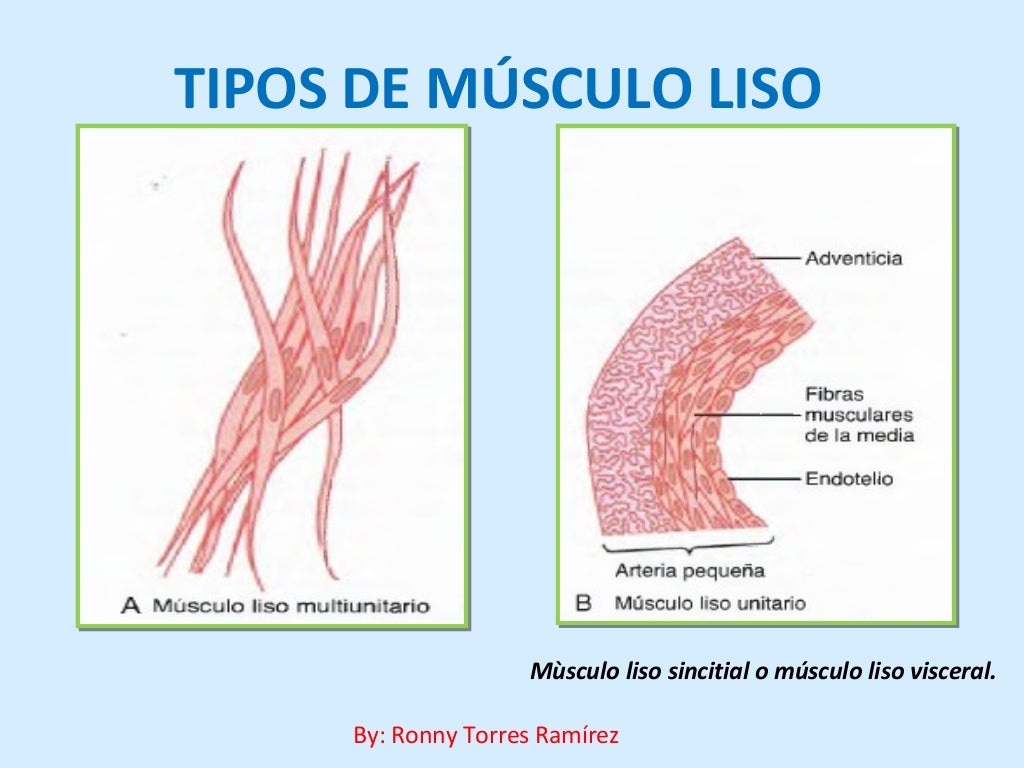Musculo liso tipos y bases quimicas y fisica