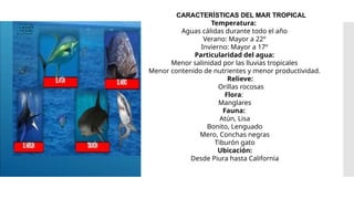 LAS ECORREGIONES DEL PERÚ. PDFF imprimibles | PPTX