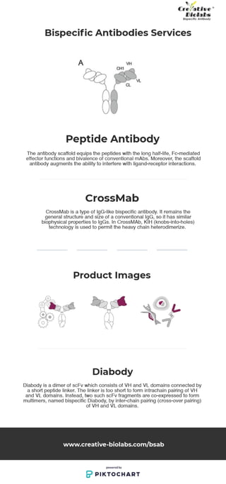 CrossMab | PDF | Diseases and Conditions | Medical Health