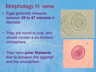 [Micro] hymenolepis nana | PPT