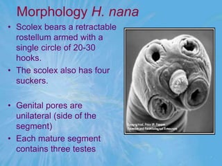 [Micro] hymenolepis nana | PPT