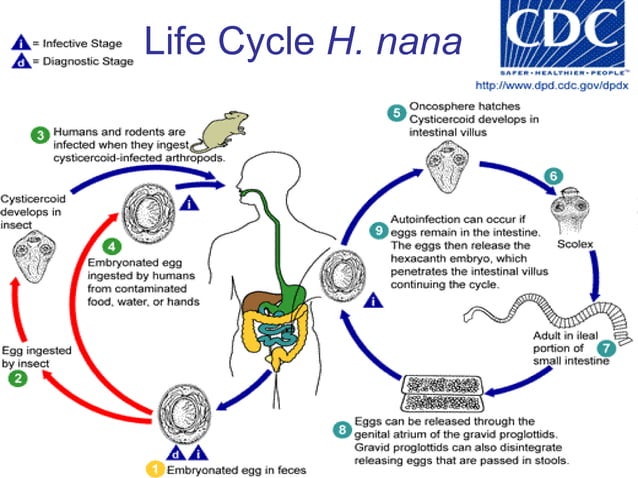 [Micro] hymenolepis nana | PPT