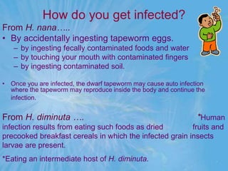 [Micro] hymenolepis nana | PPT