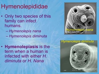[Micro] hymenolepis nana | PPT