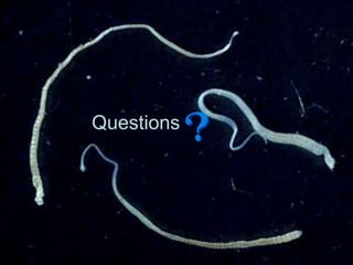 [Micro] hymenolepis nana | PPT