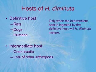 [Micro] hymenolepis nana | PPT