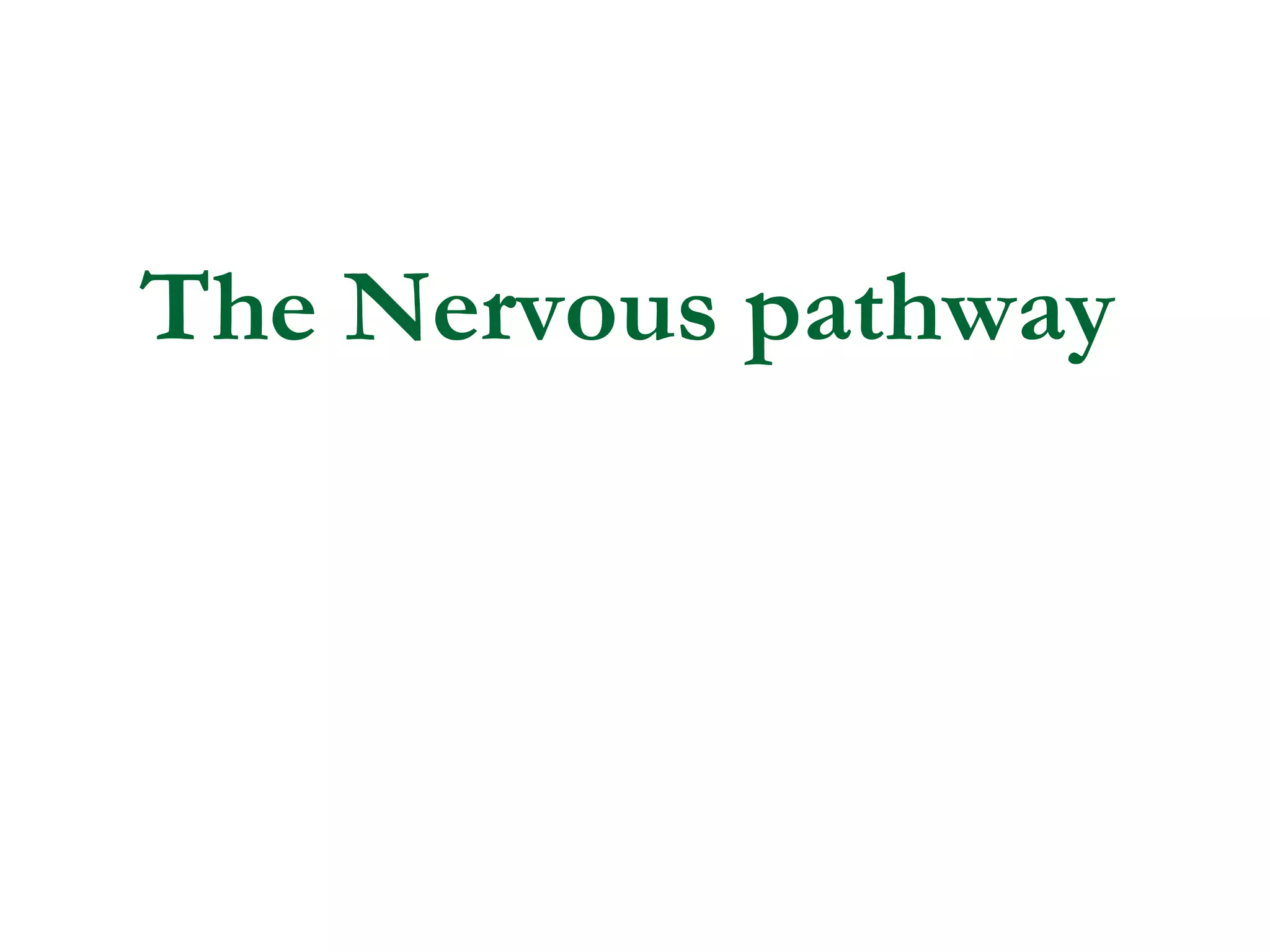 Nervous pathway | PPTX