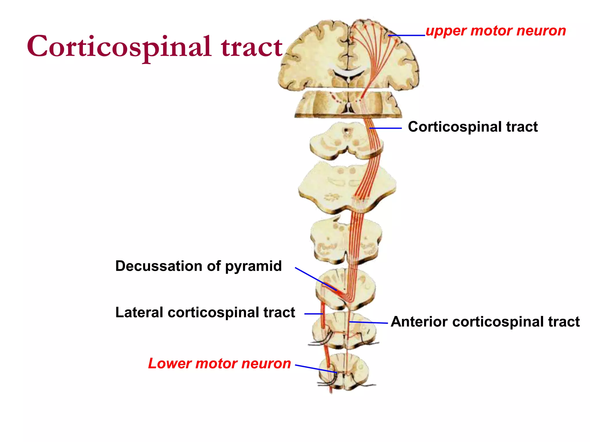 Nervous pathway | PPTX
