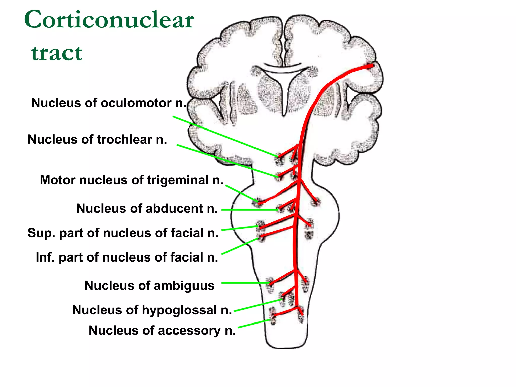 Nervous pathway | PPTX